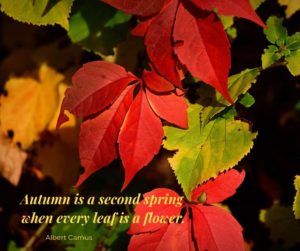 5 Awesome Quotes to Celebrate Fall - Hello Creative Me